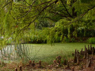 DIY Algae Bioreactor from Recycled Water Bottles – Mother Earth News